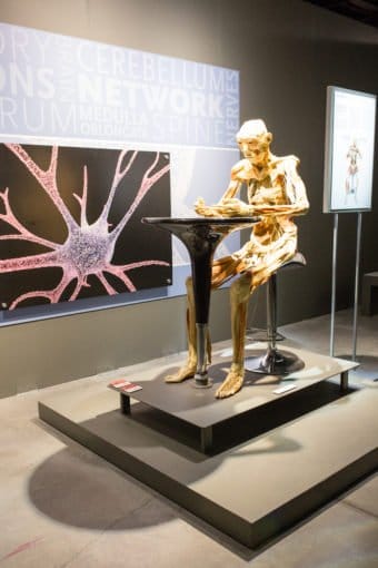 Bodies Revealed Exhibition Date Night and Information