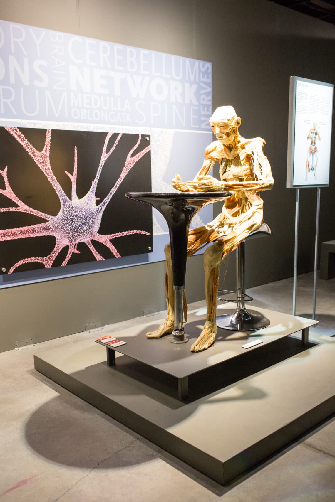 Bodies Revealed Exhibition Date Night and Information